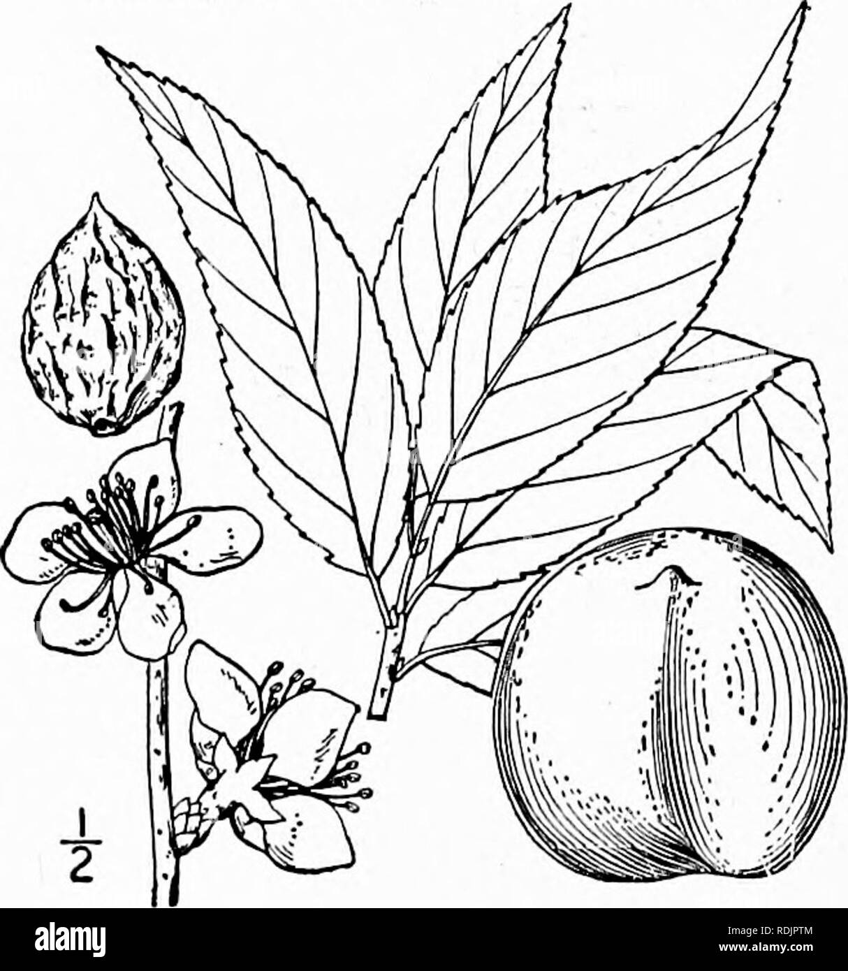 The exocarp Black and White Stock Photos & Images - Alamy