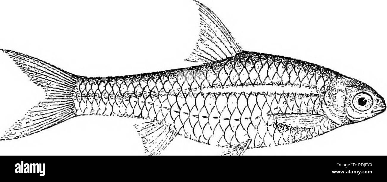 . Catalogue of the fresh-water fishes of Africa in the British museum ...