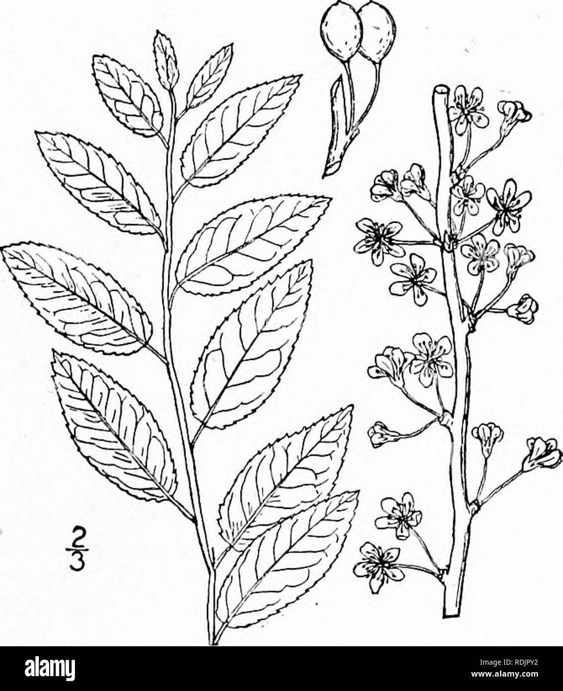 Graves’ beach plum hi-res stock photography and images - Alamy