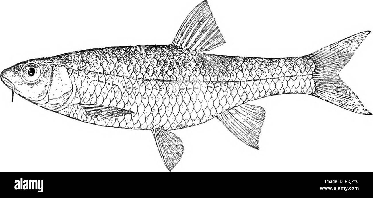 Nuptial tubercles hi-res stock photography and images - Alamy