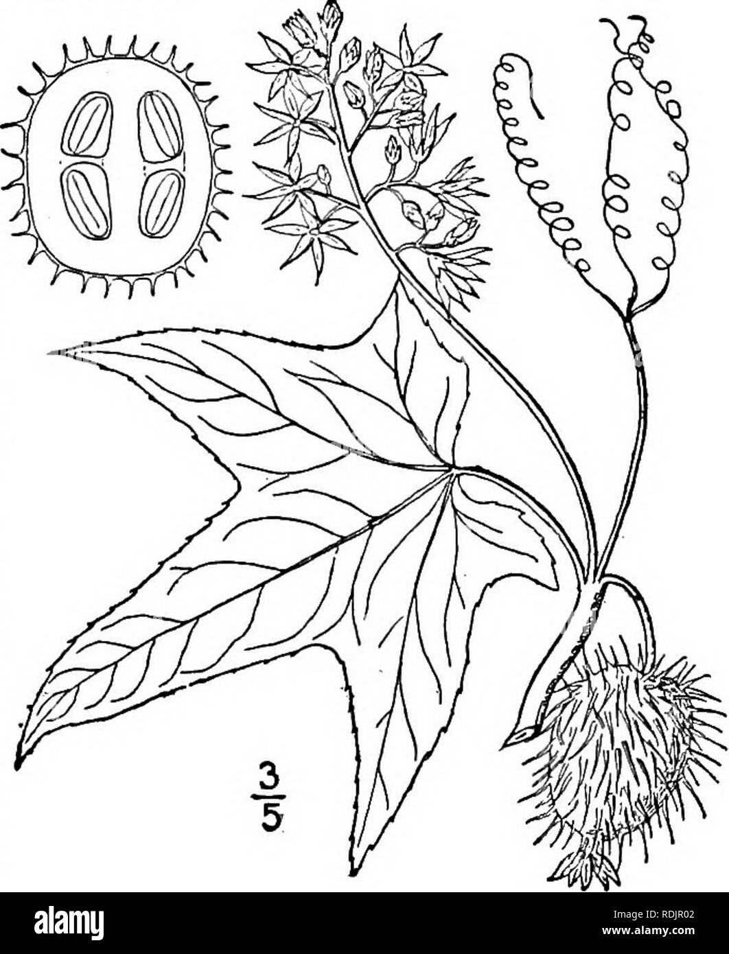 Cucurbitaceae Black and White Stock Photos & Images - Alamy