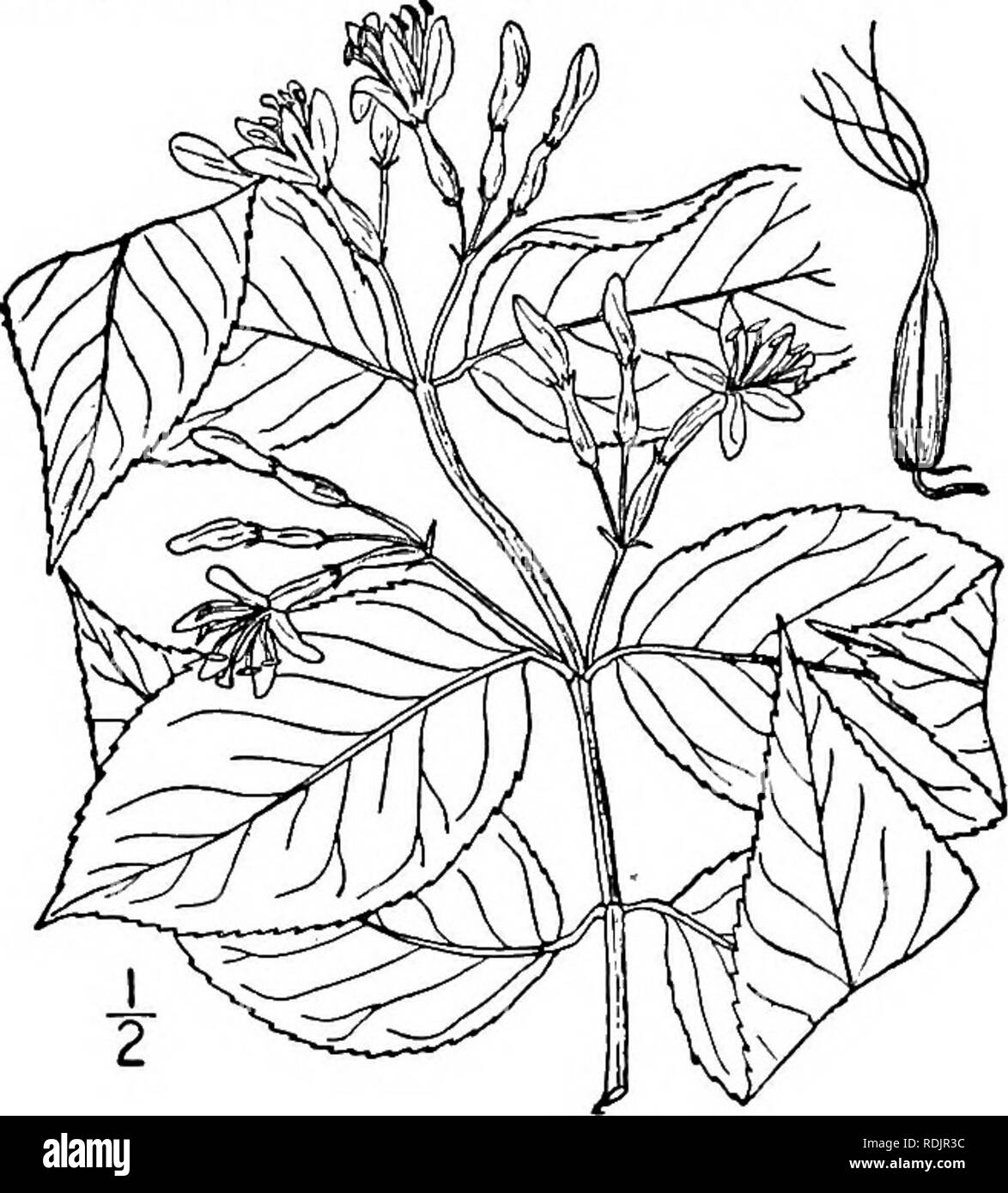 . An illustrated flora of the northern United States, Canada and the ...