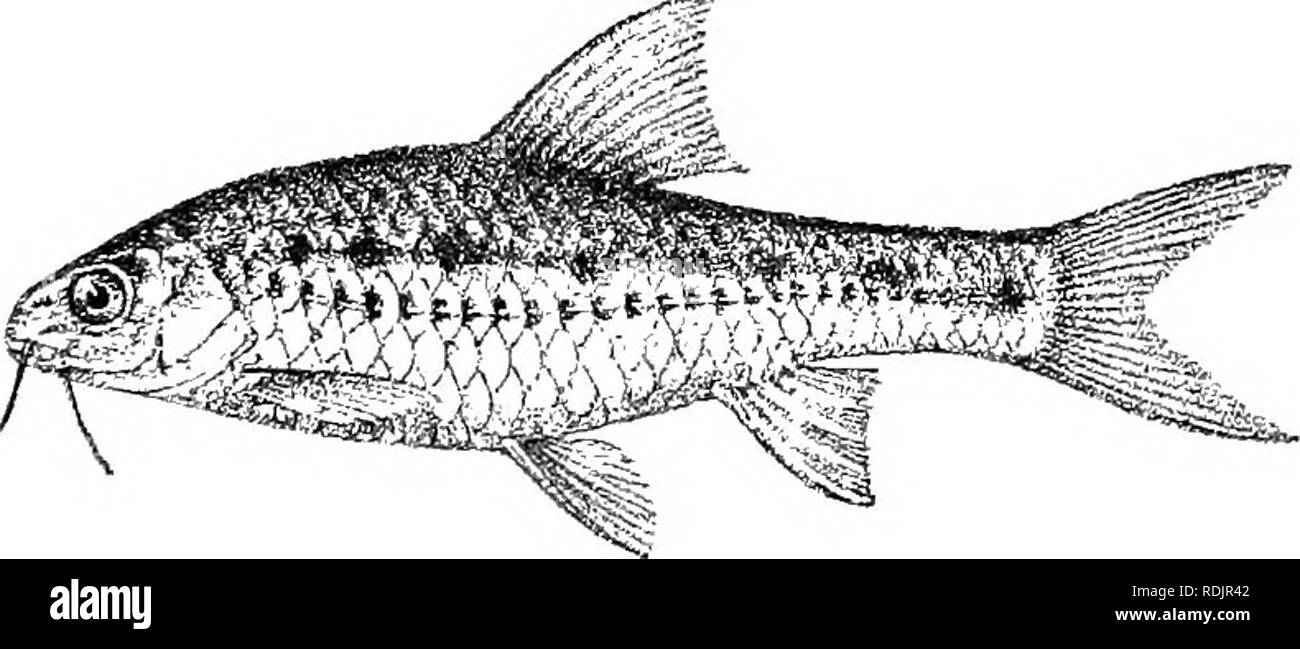 Natural history museum vienna Black and White Stock Photos & Images - Alamy