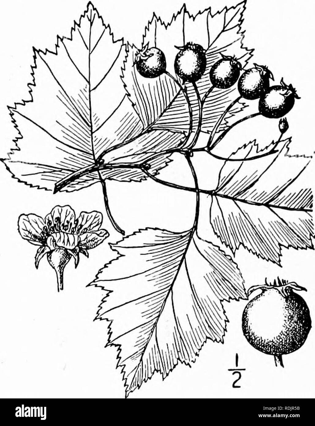 Large elliptic leaves Black and White Stock Photos & Images - Alamy