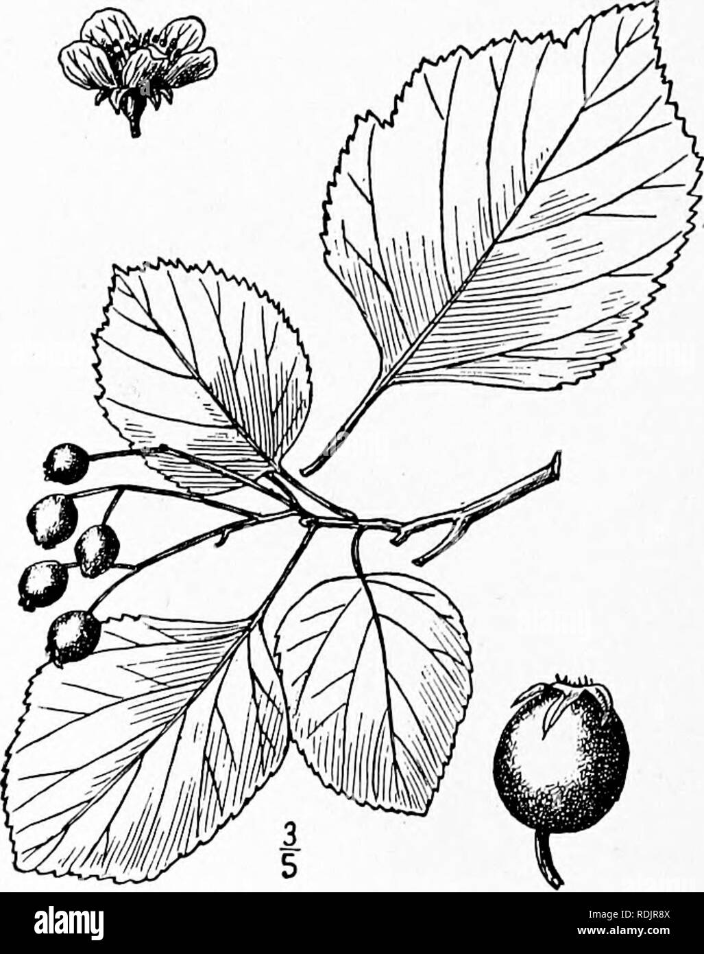 Very wide elliptic leaves Black and White Stock Photos & Images - Alamy