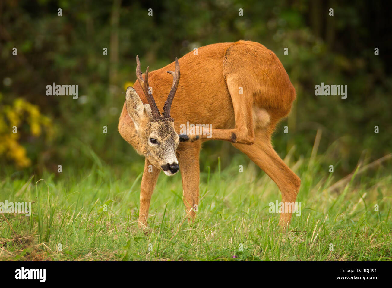 Big nose deer hi-res stock photography and images - Alamy