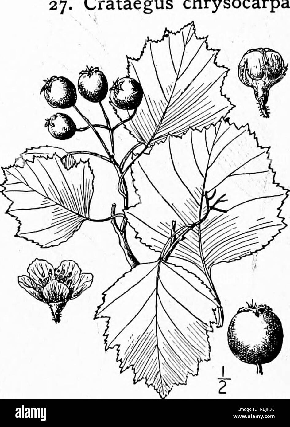 Crataegus rotundifolia Black and White Stock Photos & Images - Alamy