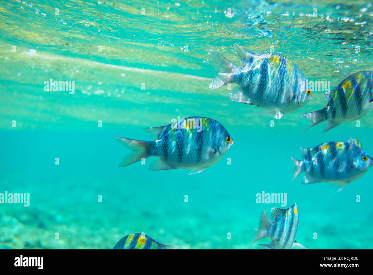 fish under water Stock Photo - Alamy