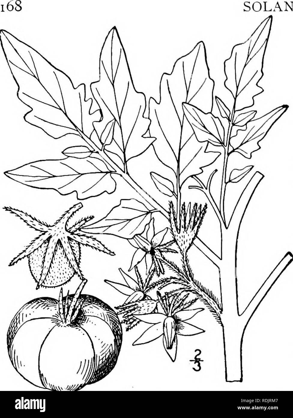 Lycopersicum wild Black and White Stock Photos & Images - Alamy