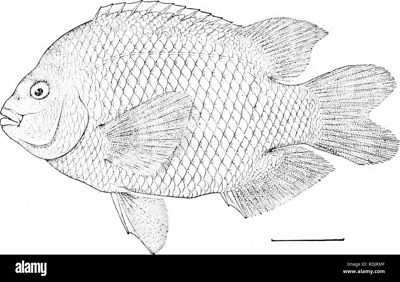 Garibaldi Fish Drawing