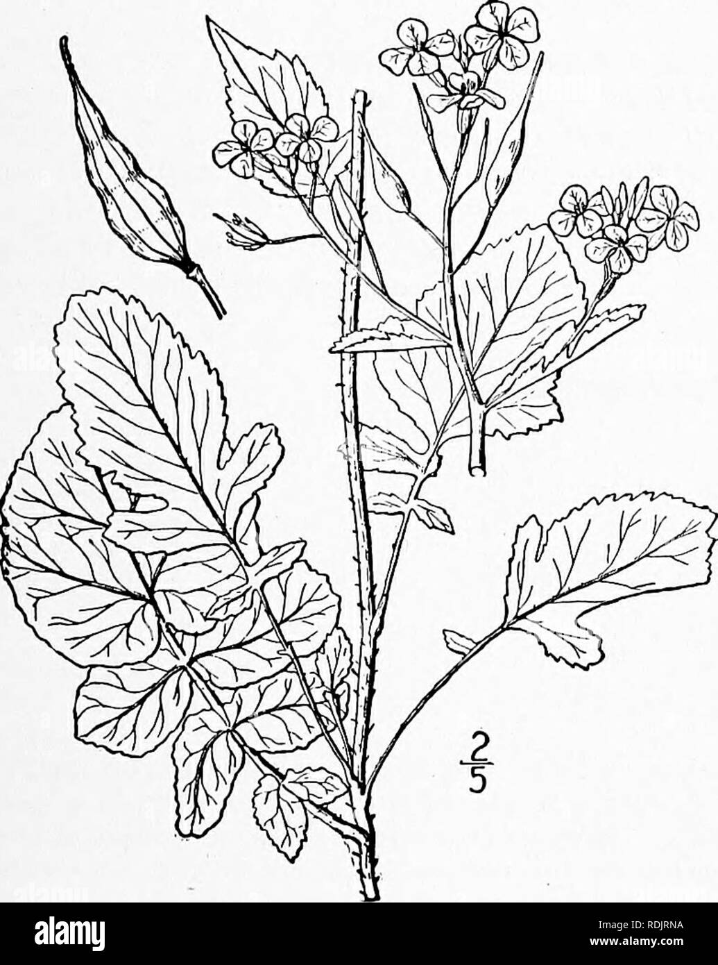 Cultivated radish raphanus sativus Black and White Stock Photos ...