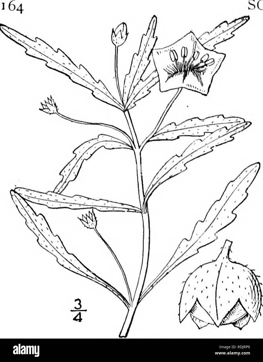 . An illustrated flora of the northern United States, Canada and the ...