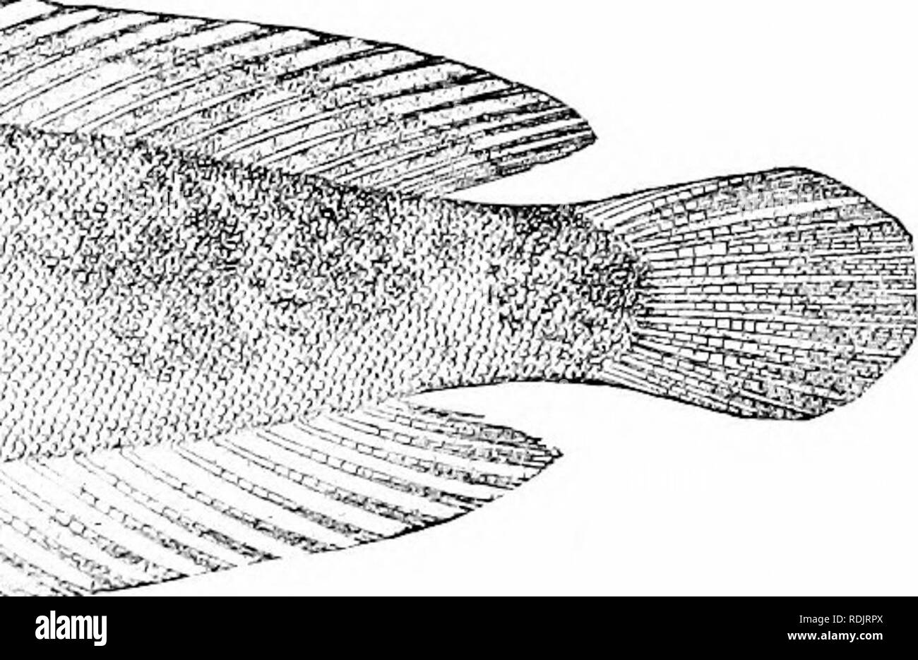 Bony beak Black and White Stock Photos & Images - Alamy