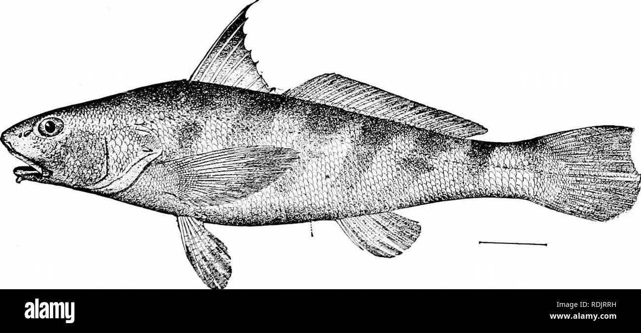 California sucker fish hi-res stock photography and images - Alamy