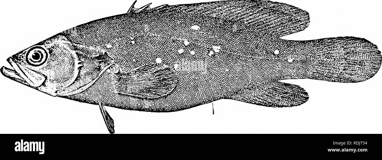 . A guide to the study of fishes. Fishes; Zoology; Fishes. 33© The Bass ...
