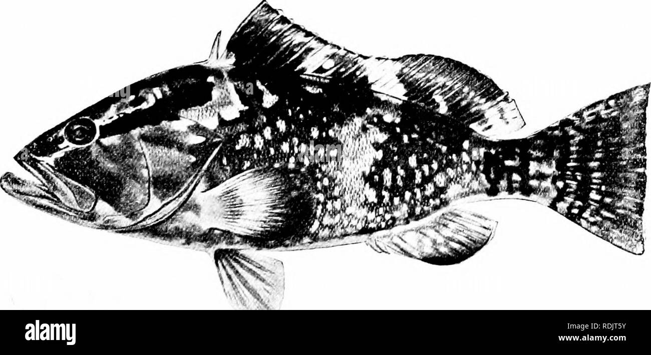 . A guide to the study of fishes. Fishes; Zoology; Fishes. Fig. 259 ...