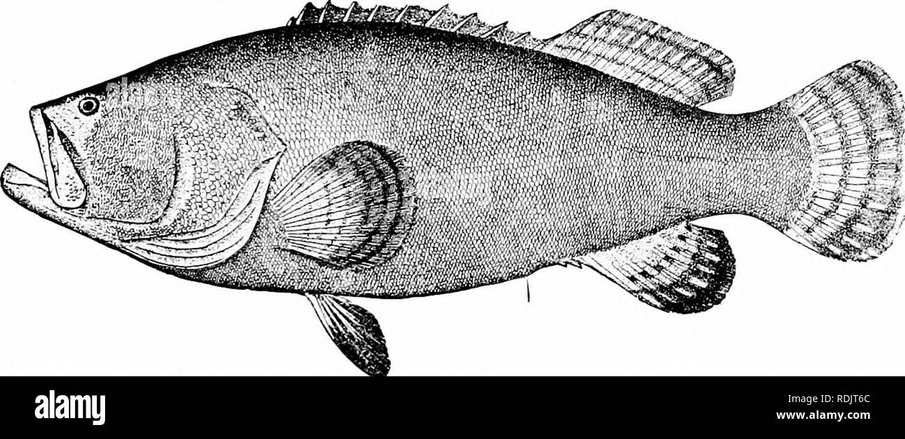 Black jewfish australia Black and White Stock Photos & Images - Alamy