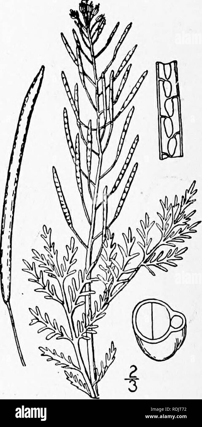 Garlic from the base Black and White Stock Photos & Images - Alamy