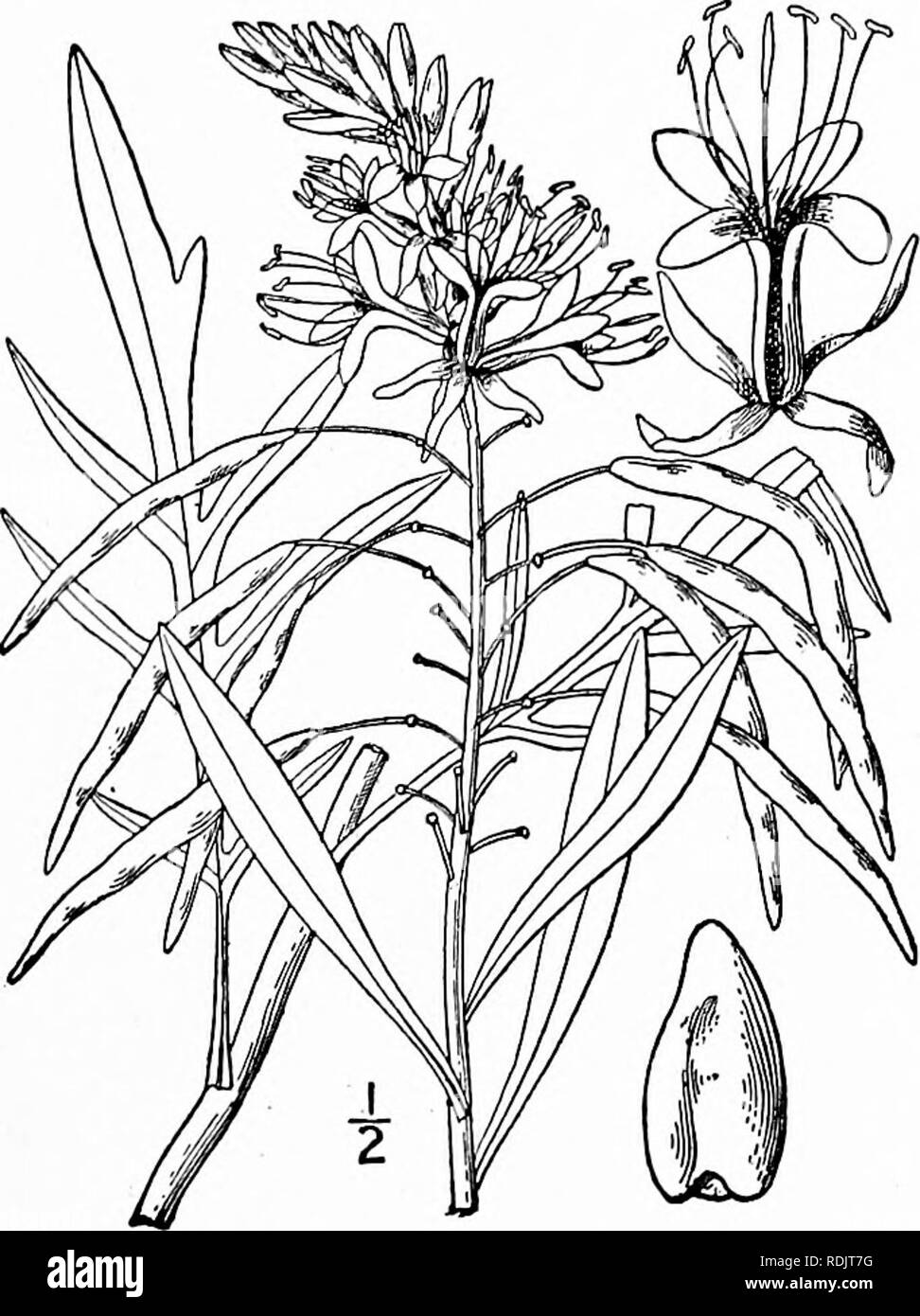 . An illustrated flora of the northern United States, Canada and the ...