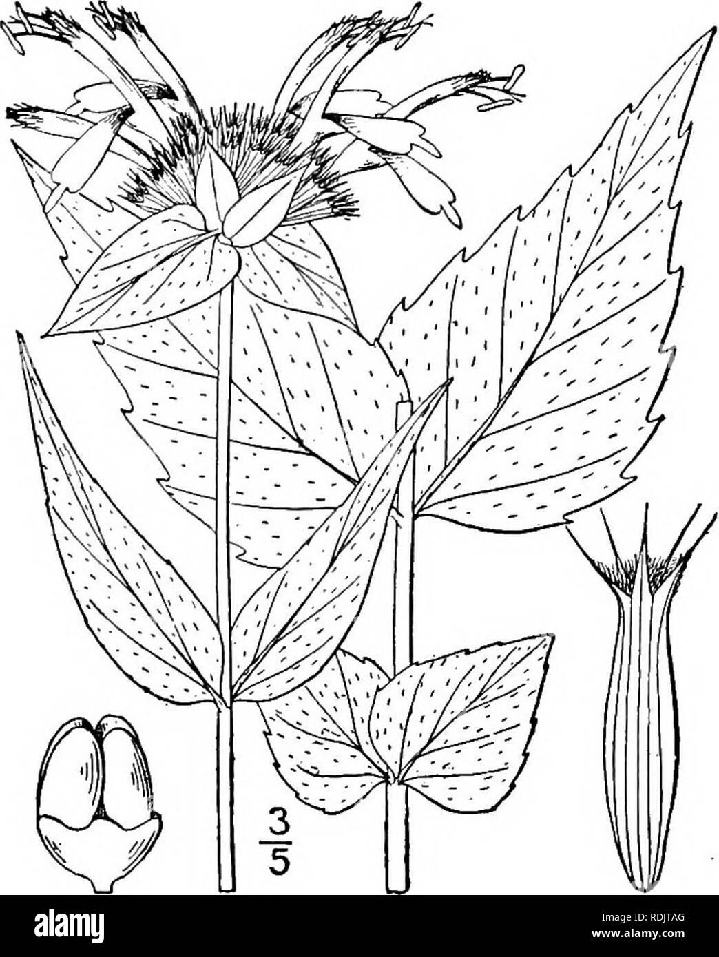 Monarda genus Black and White Stock Photos & Images - Alamy