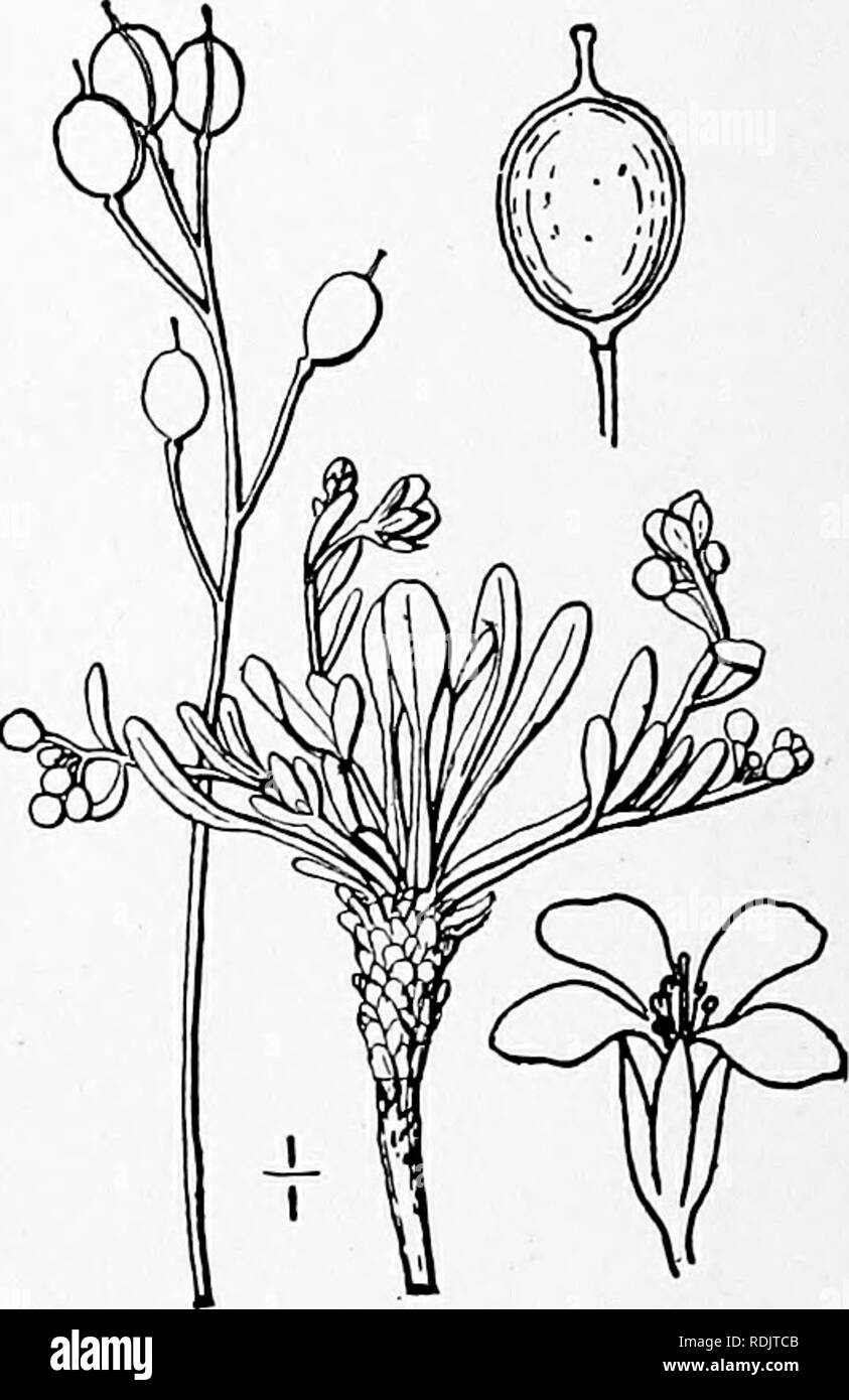 Bladder meridian Black and White Stock Photos & Images - Alamy