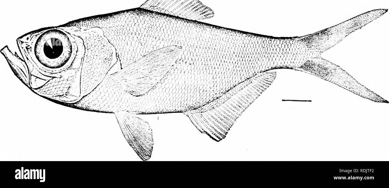 . A guide to the study of fishes. Fishes; Zoology; Fishes. Berycoidei ...