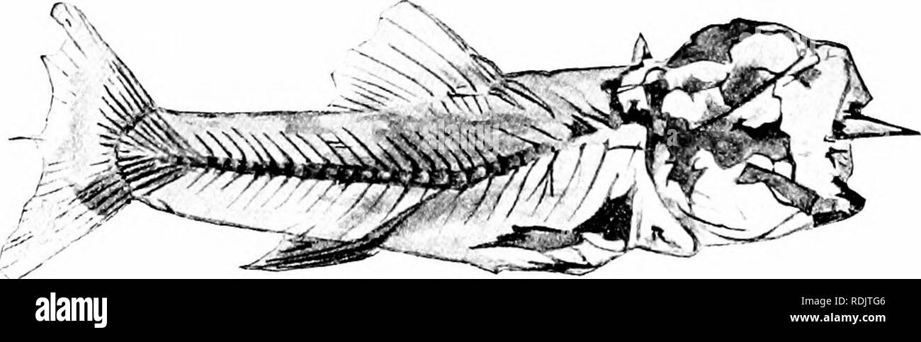 Trout guide Black and White Stock Photos & Images - Alamy