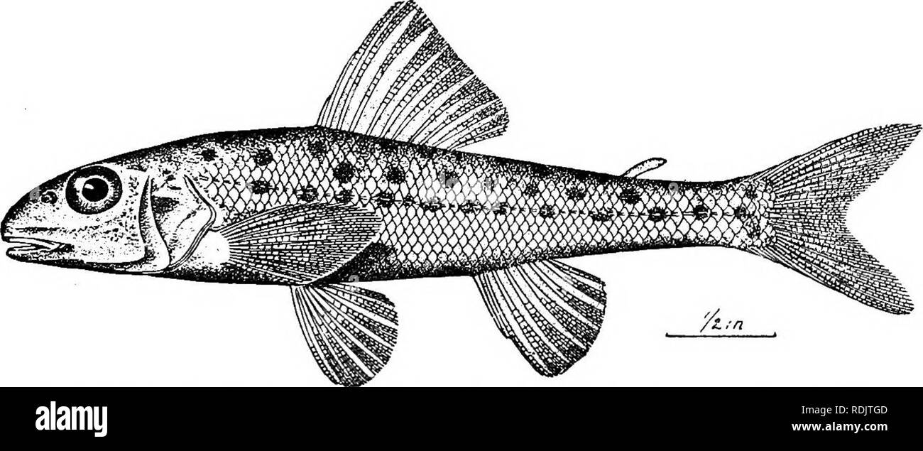 Spiny rayed hi-res stock photography and images - Alamy