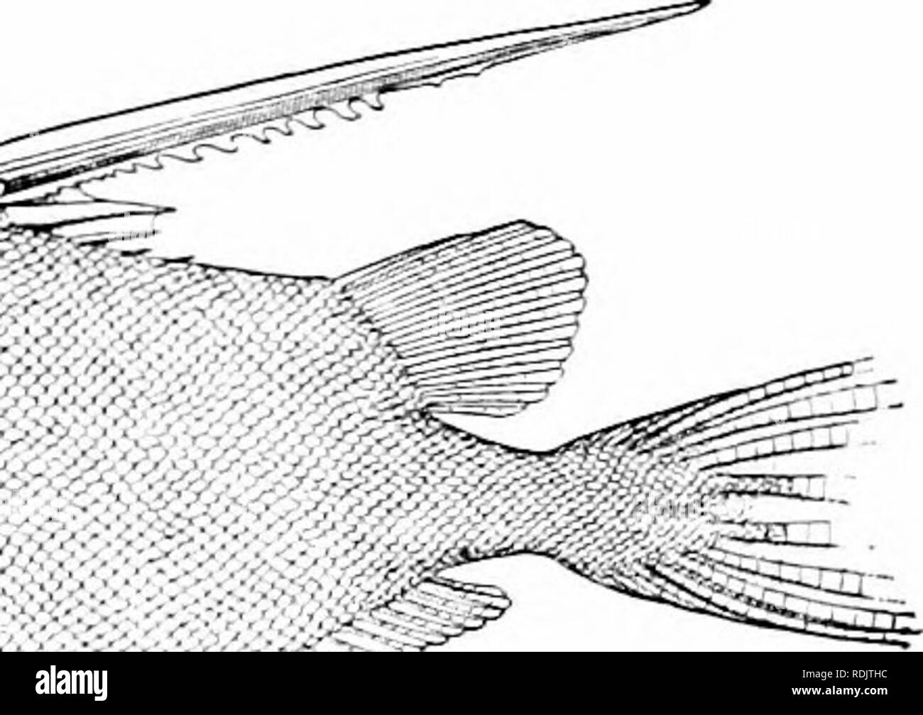 Long dorsal fins Black and White Stock Photos & Images - Alamy