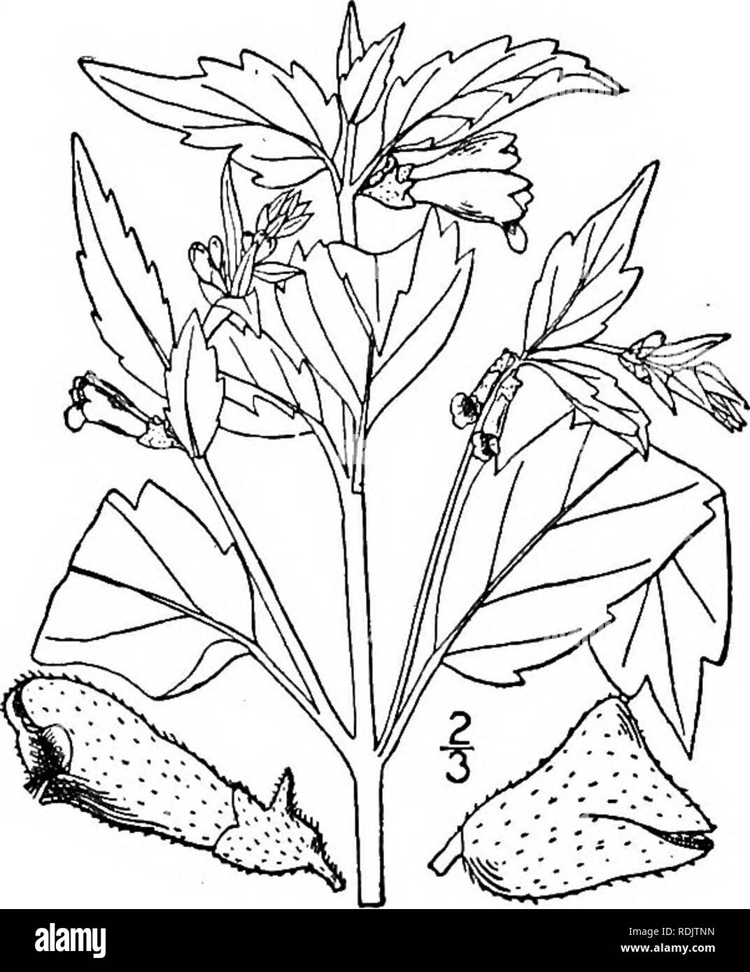 Densely glandular pubescent Black and White Stock Photos & Images - Alamy