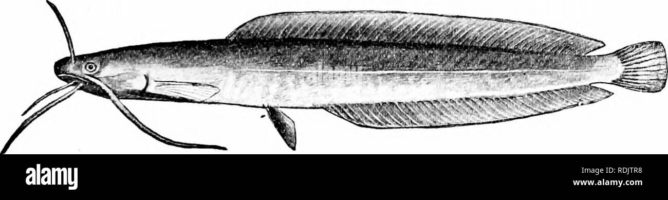 Skin of a fish Black and White Stock Photos & Images - Alamy