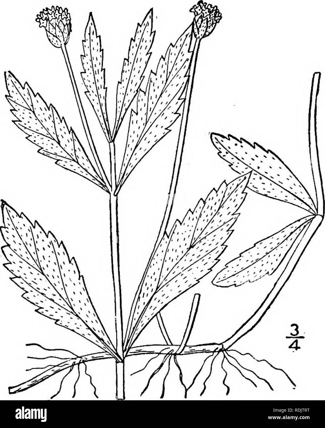 Creeping fig fruit hi-res stock photography and images - Alamy