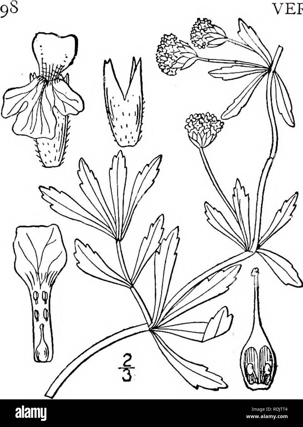 Fog fruit Black and White Stock Photos & Images - Alamy