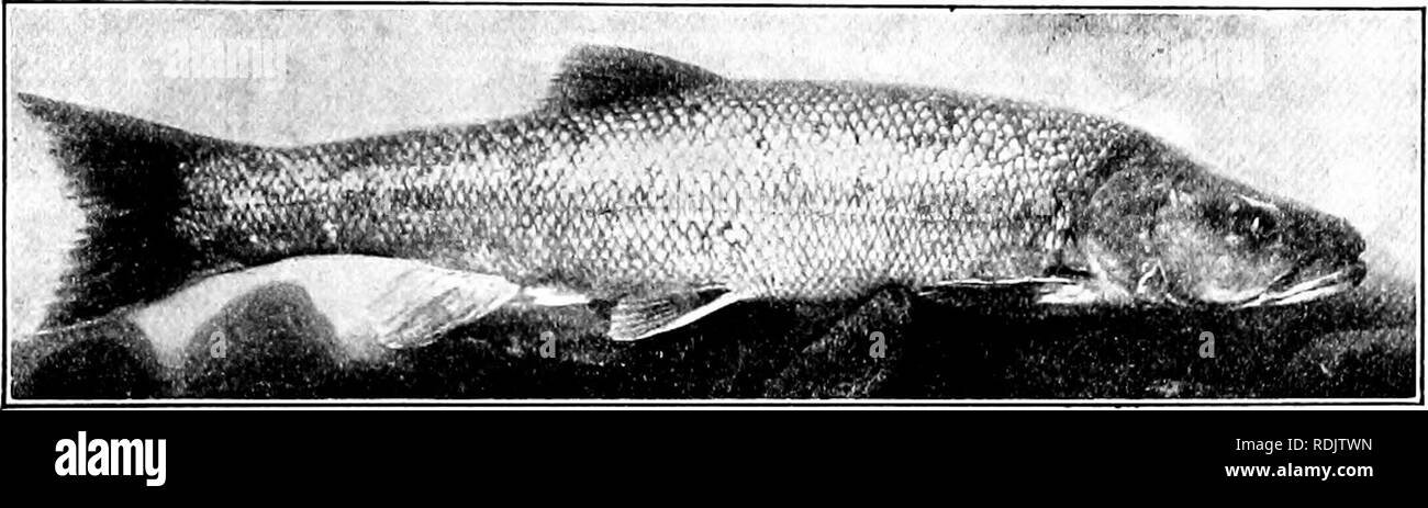 Sacramento squawfish hi-res stock photography and images - Alamy