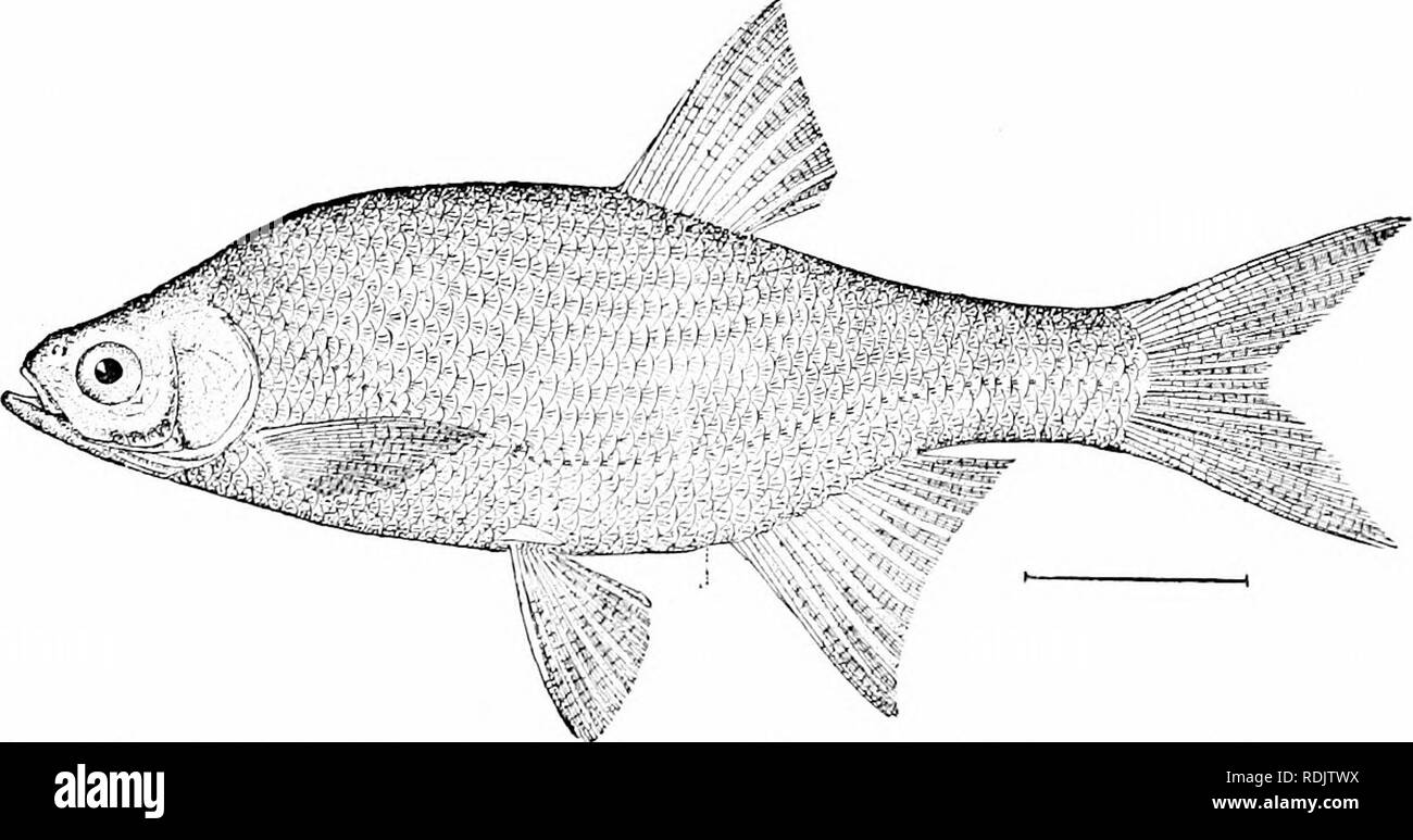 Tench Black and White Stock Photos & Images - Alamy