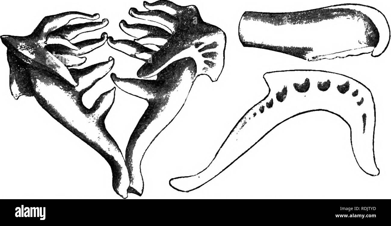 . A guide to the study of fishes. Fishes; Zoology; Fishes. Series ...