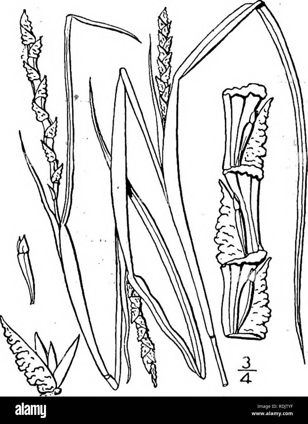 Sterile spikelet Black and White Stock Photos & Images - Alamy