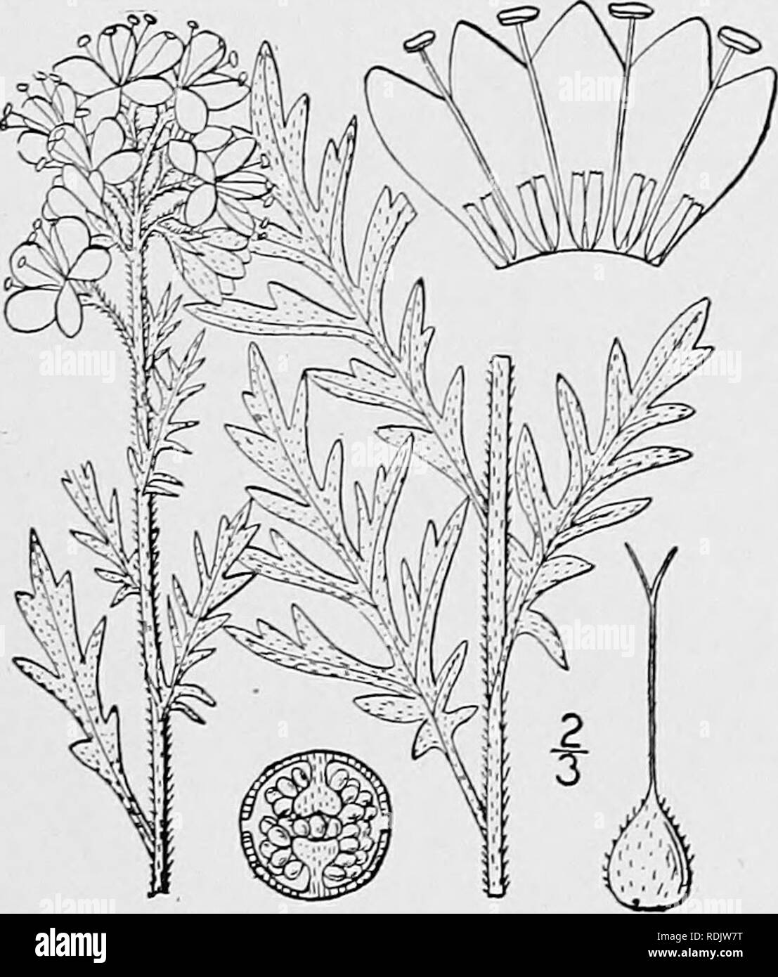 . An illustrated flora of the northern United States, Canada and the ...