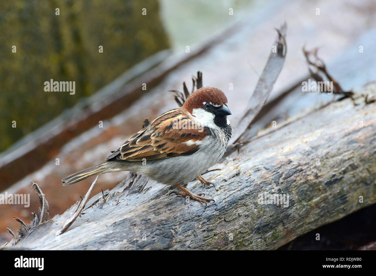 Italian sparrow, cisalpine sparrow, Italiensperling, olasz veréb ...