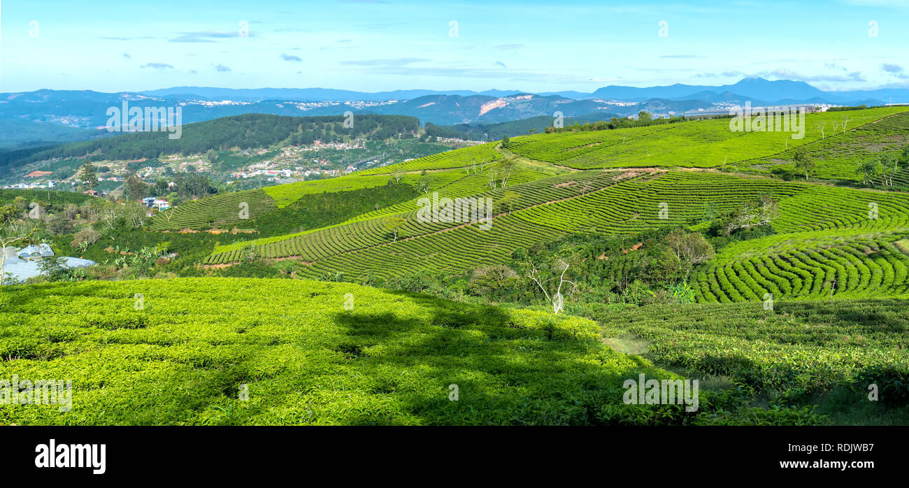 Green tea hill in the highlands in the morning. This tea plantation ...