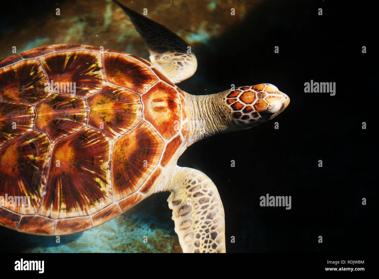 Wild sea turtle on Sri Lanka island Stock Photo - Alamy