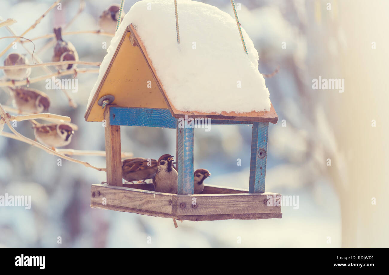 Bird sparrow feeding trough Stock Photo - Alamy