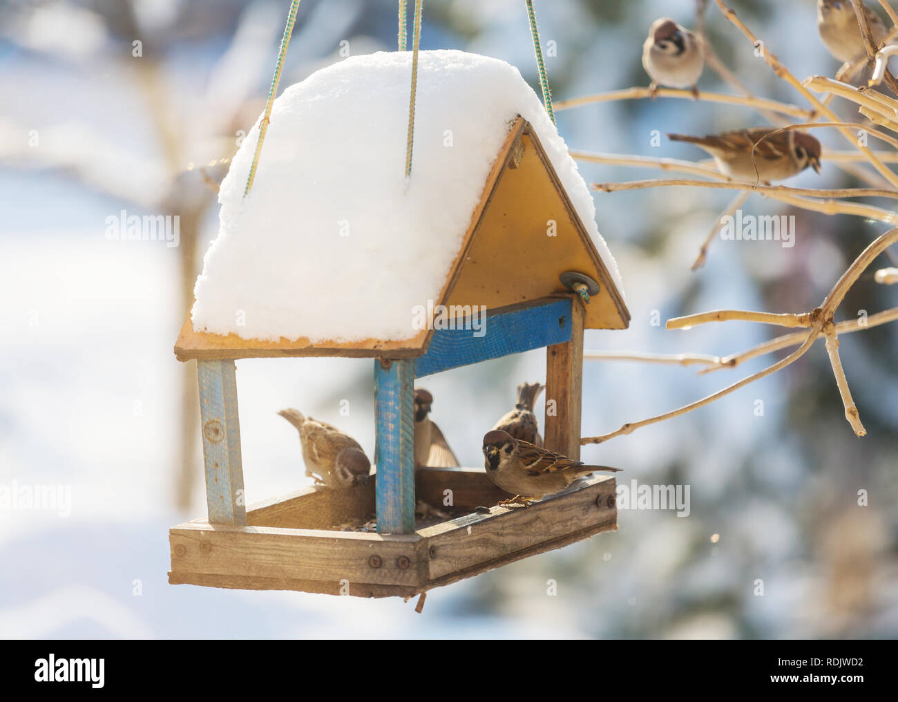 Bird sparrow feeding trough Stock Photo - Alamy