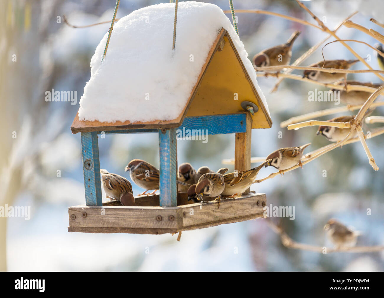 Bird sparrow feeding trough Stock Photo - Alamy