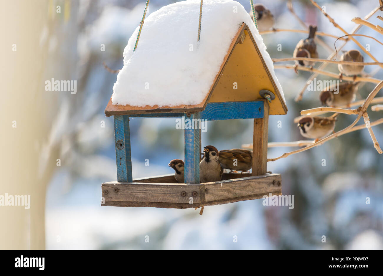 Bird sparrow feeding trough Stock Photo - Alamy