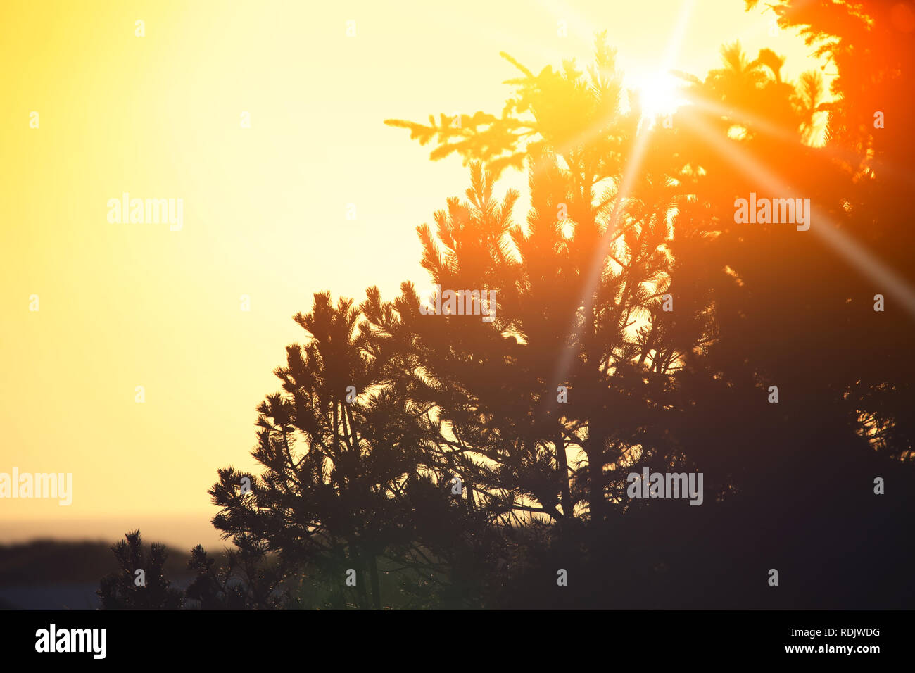 Sun rays through fir hi-res stock photography and images - Alamy