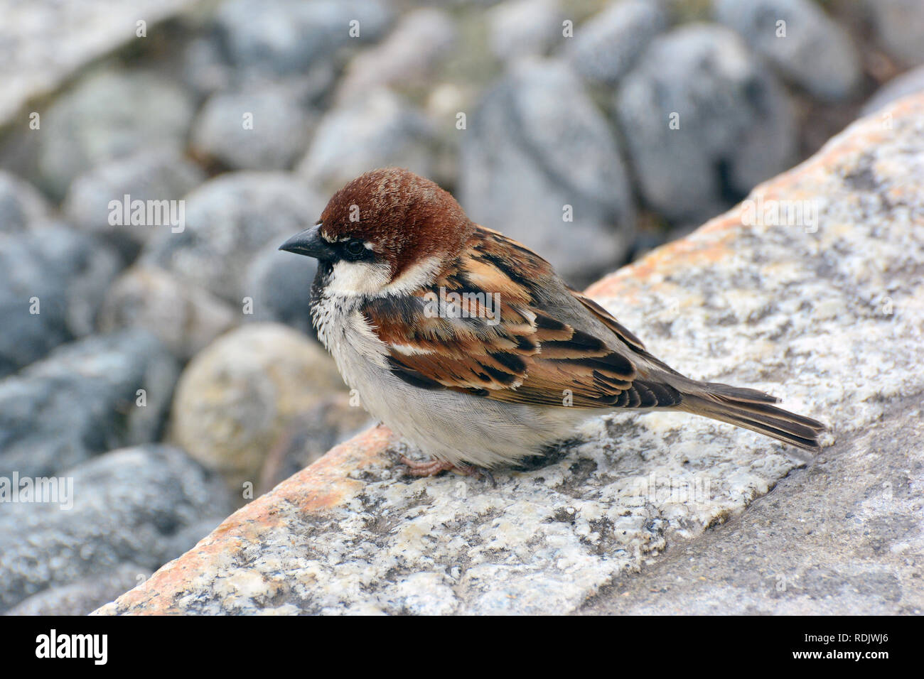 Italian sparrow, cisalpine sparrow, Italiensperling, olasz veréb ...