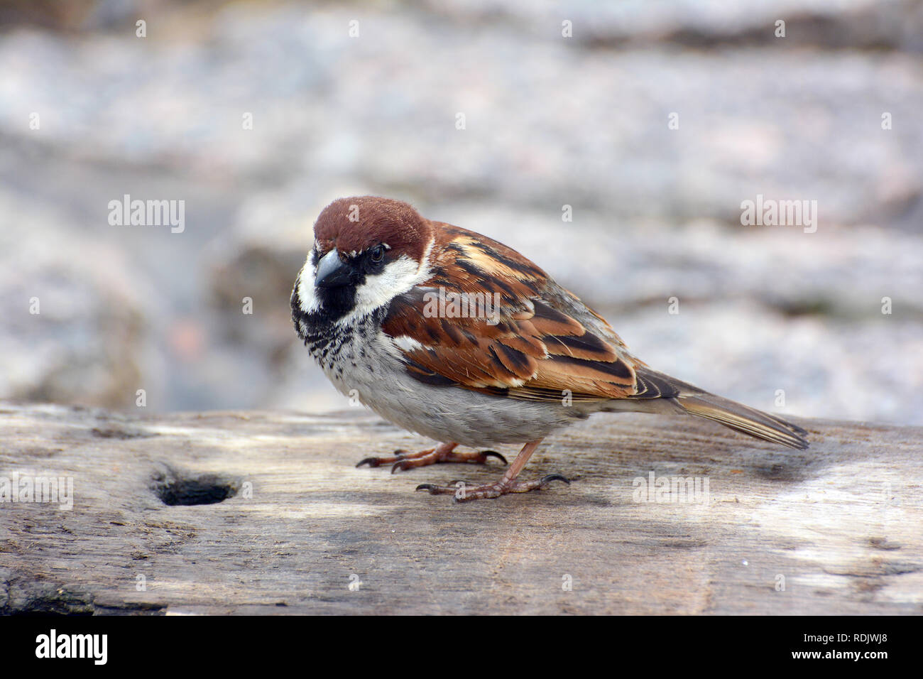 Italian sparrow, cisalpine sparrow, Italiensperling, olasz veréb ...