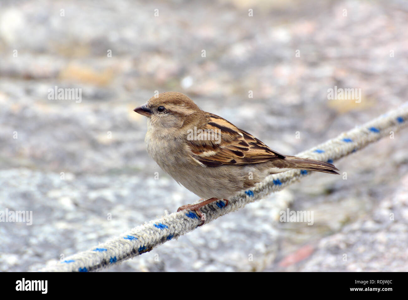 Italian sparrow, cisalpine sparrow, Italiensperling, olasz veréb ...