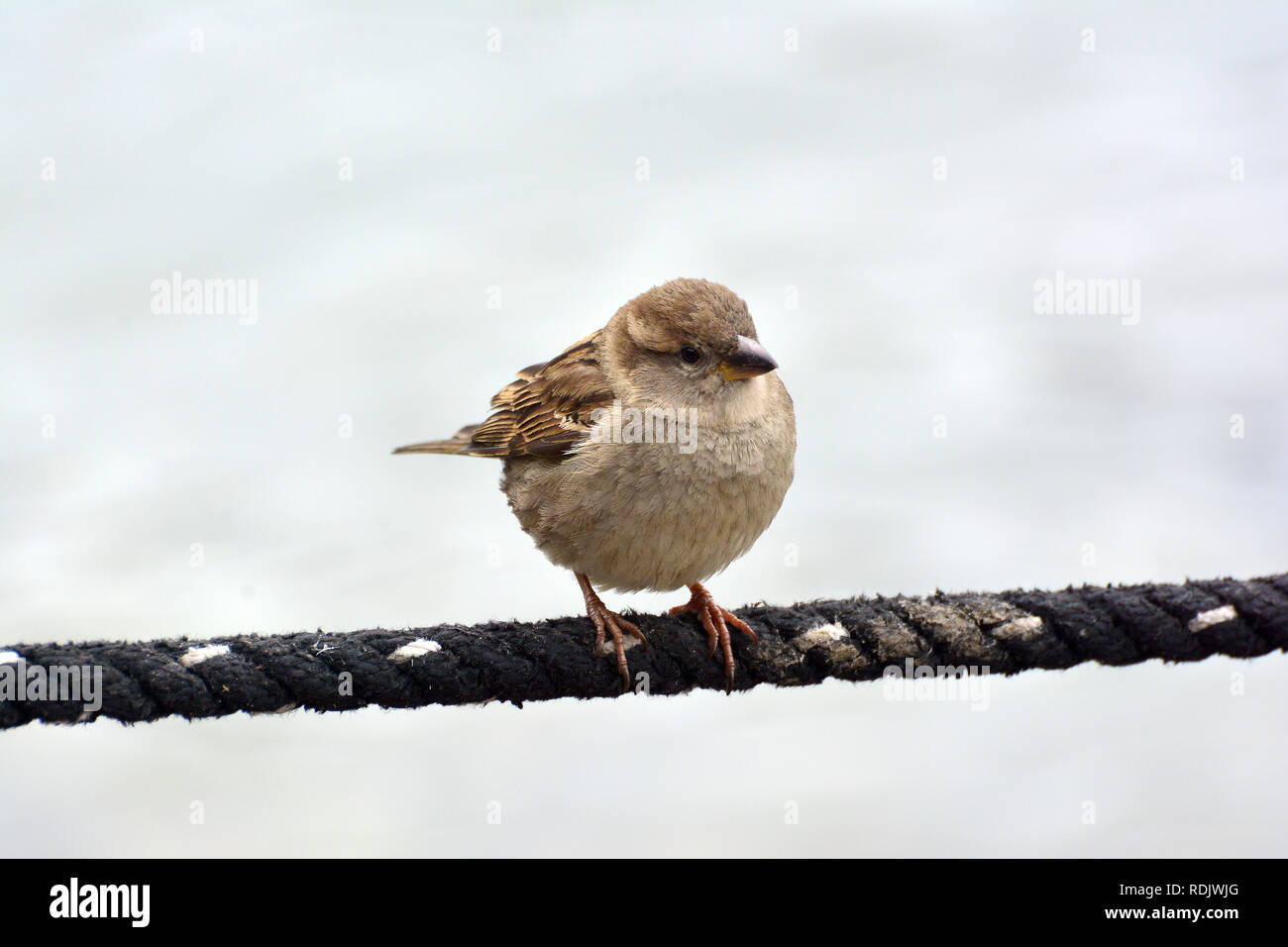Italian sparrow, cisalpine sparrow, Italiensperling, olasz veréb ...